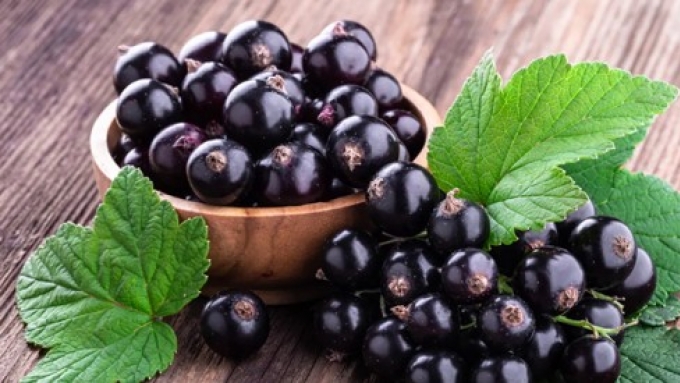 Vertus et bienfaits du cassis ! - Vivez vos passions..